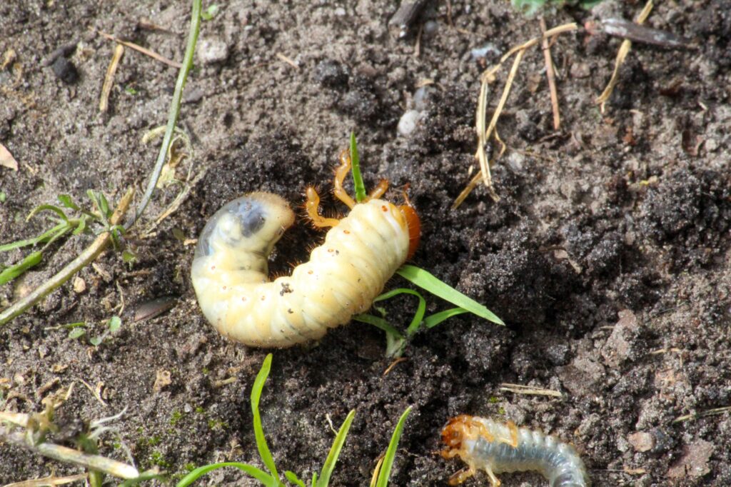 Engerlingen in je tuin? Zo herken en bestrijd je ze in het voorjaar ...